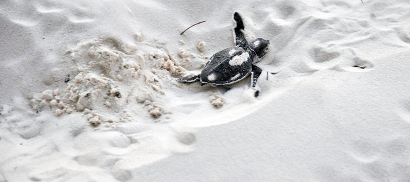 2D1N SELINGAN TURTLE ISLAND | Borneo Calling