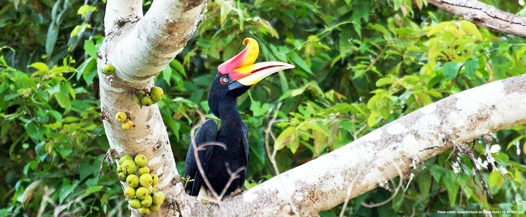 Borneo Sandakan Tours| Borneo Calling Malaysia| Kinabatangan Tour