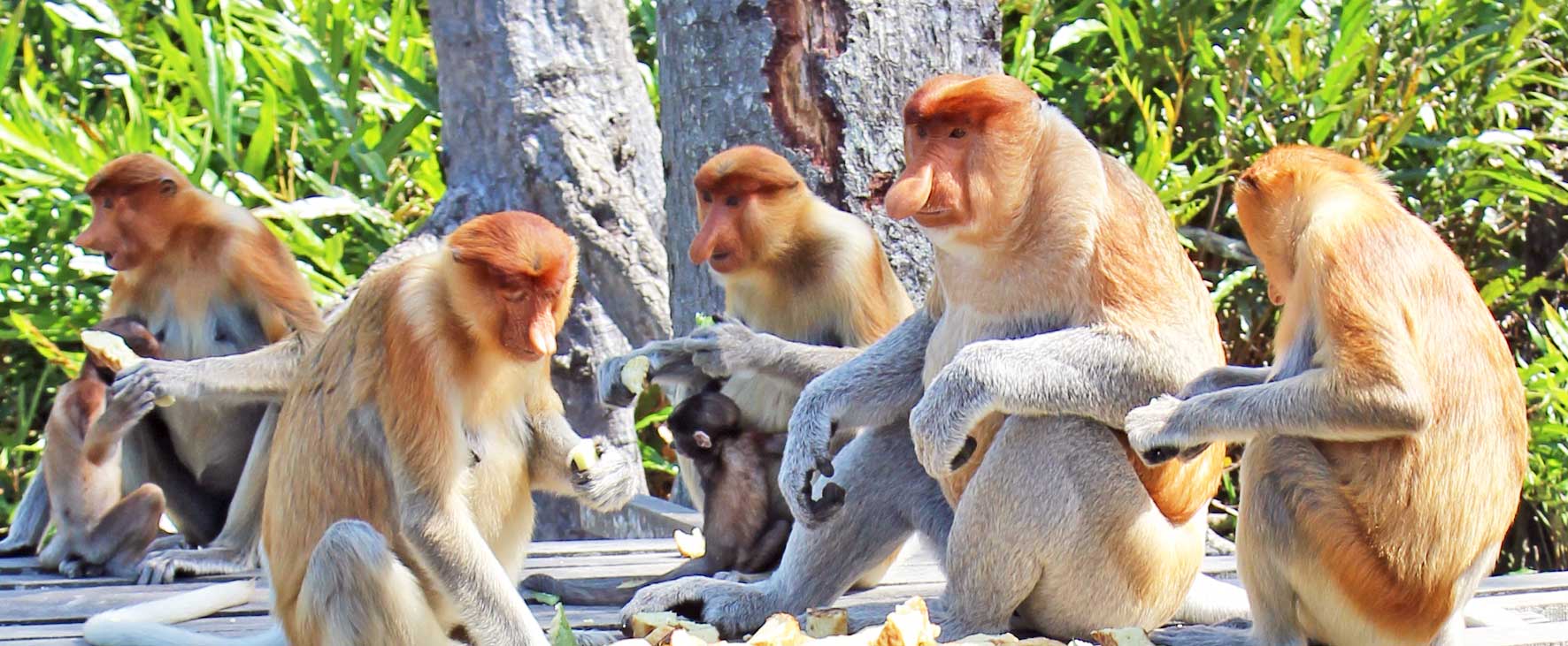 Labuk Bay Proboscis Monkey Sanctuary Day Trip | Borneo Calling
