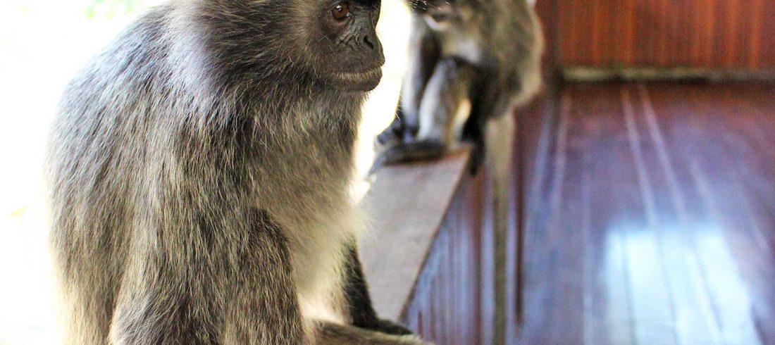 LABUK BAY PROBOSCIS MONKEY DAY TRIP | Borneo Calling