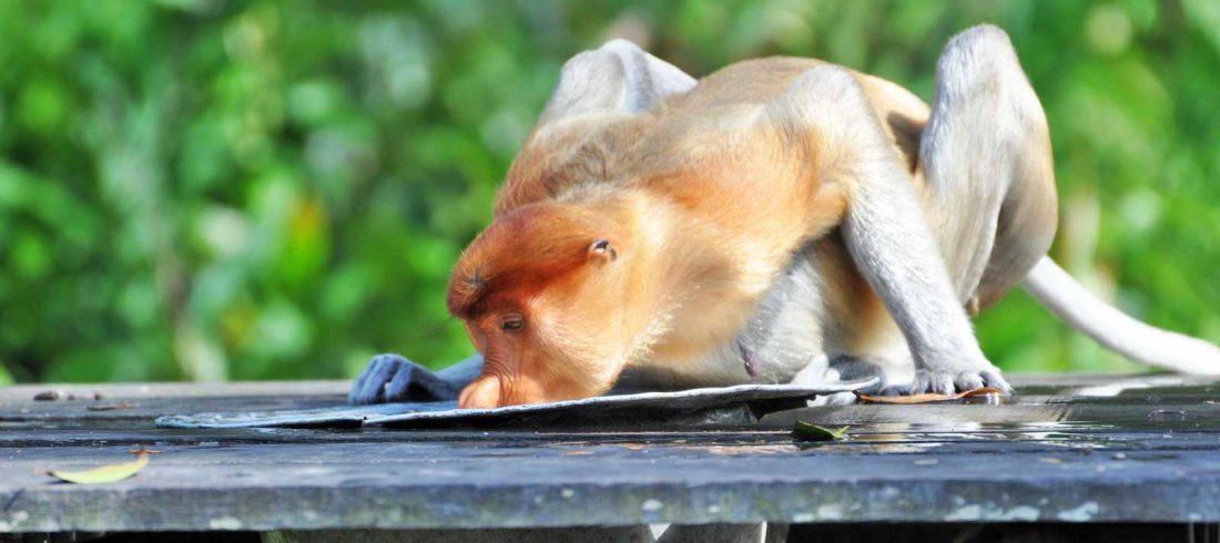 LABUK BAY PROBOSCIS MONKEY DAY TRIP | Borneo Calling