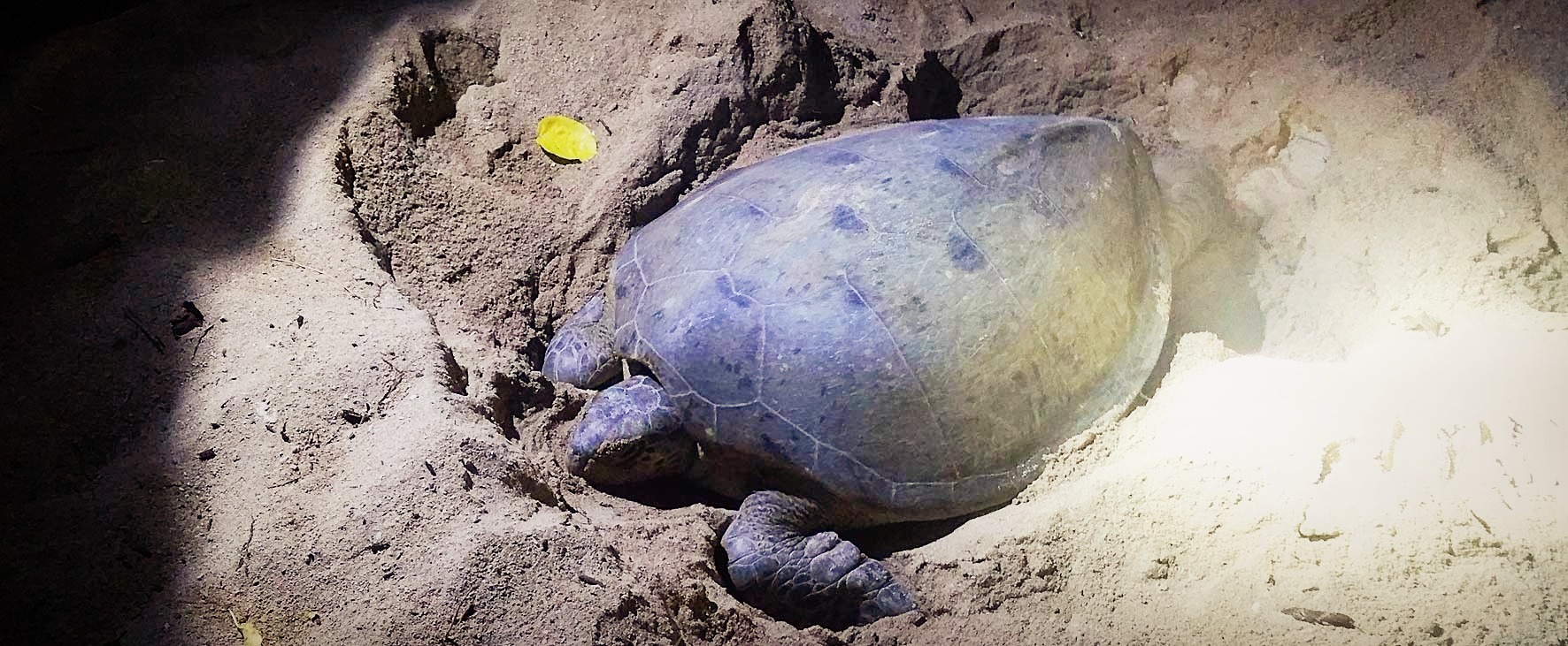 2D1N Selingan Turtle Island + Sepilok | Sandakan Wildlife | Borneo ...