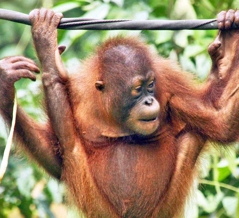 Sepilok Sandakan Archives | Borneo Calling