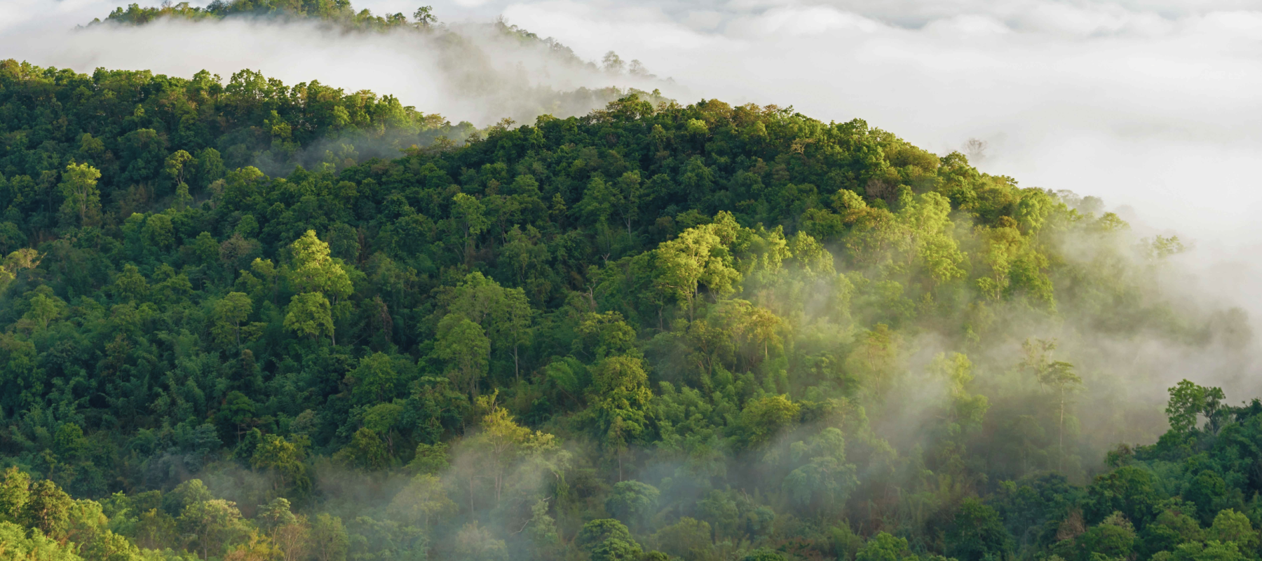 Borneo Forest Reserve Tour | Borneo Calling Tour & Travel Sdn Bhd
